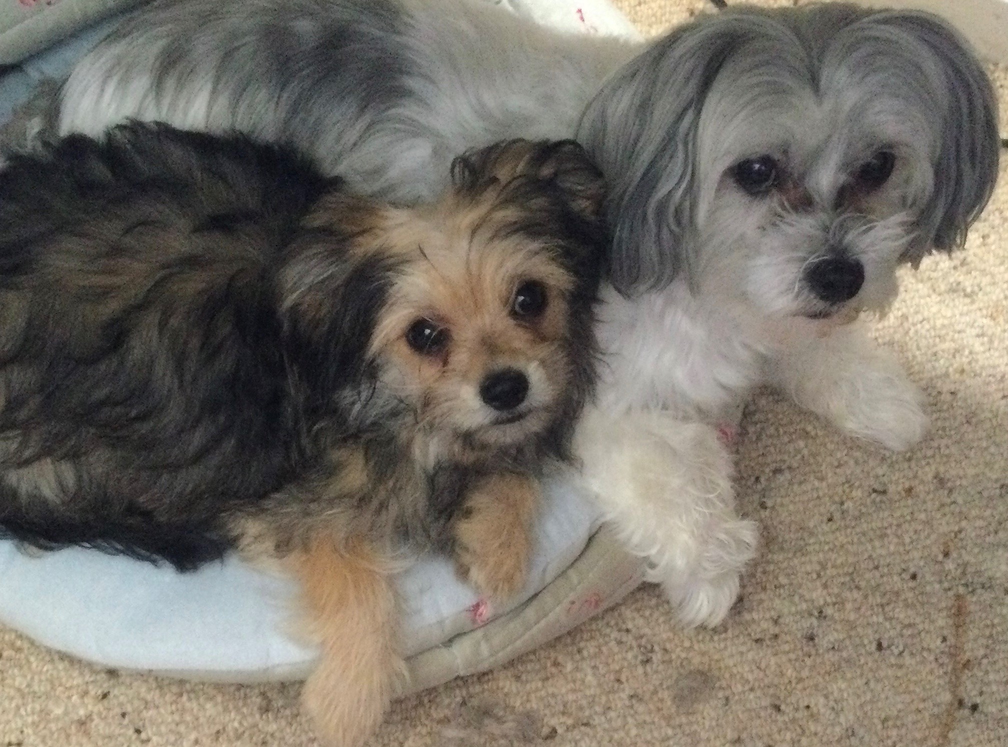 Gratitude practice - SANE Forums