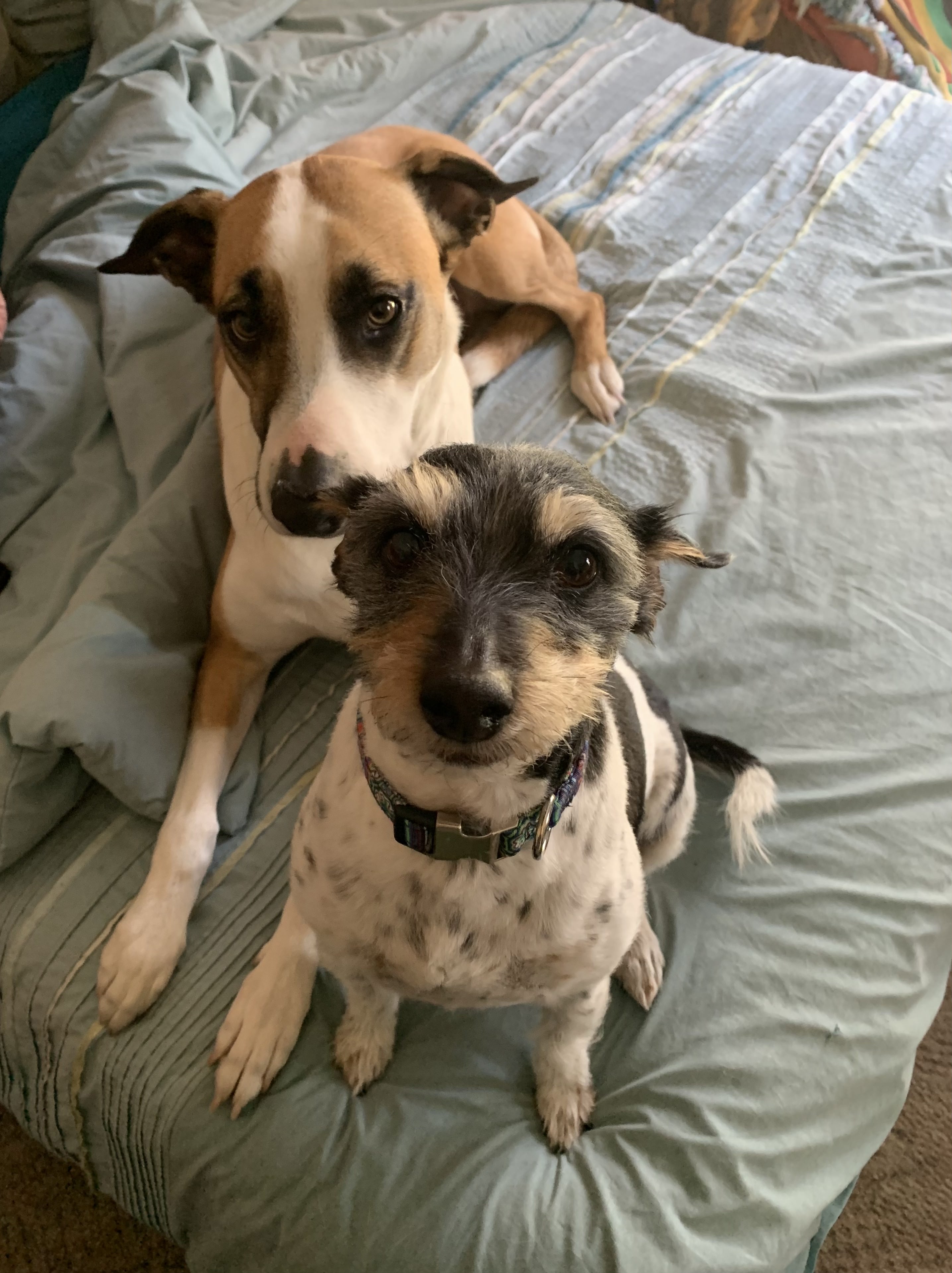 Hello Peer Guides 🙂 - Page 13 - SANE Forums