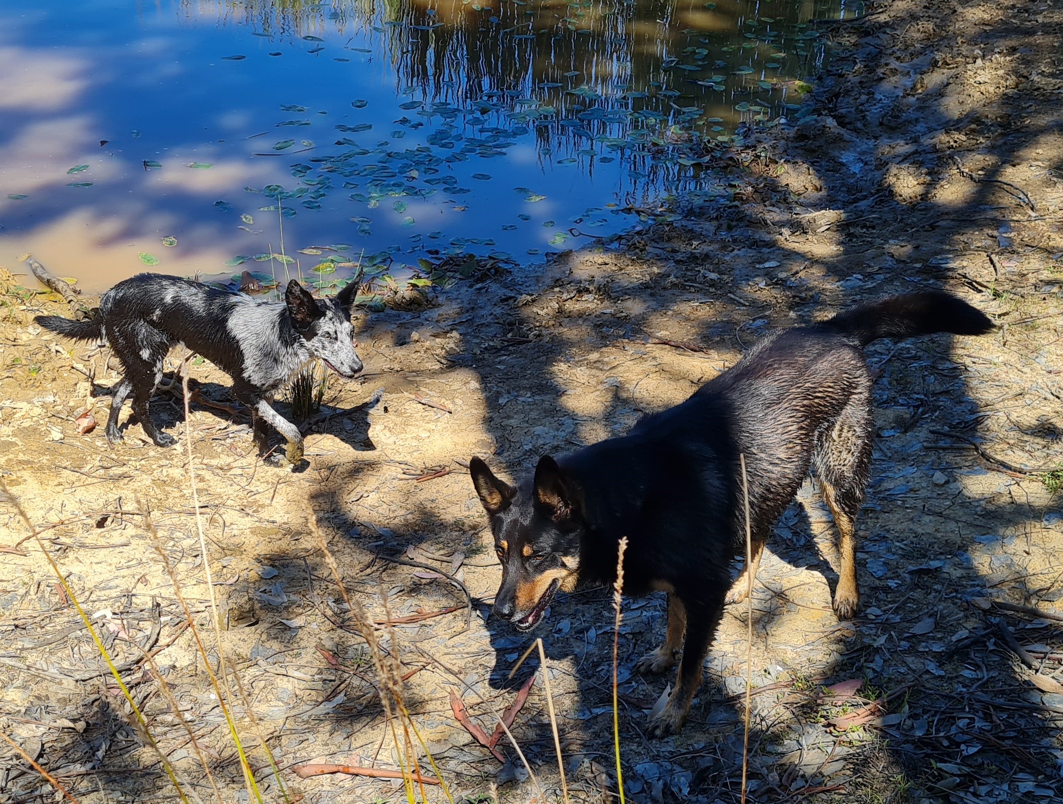 Hello Peer Guides 🙂 - SANE Forums