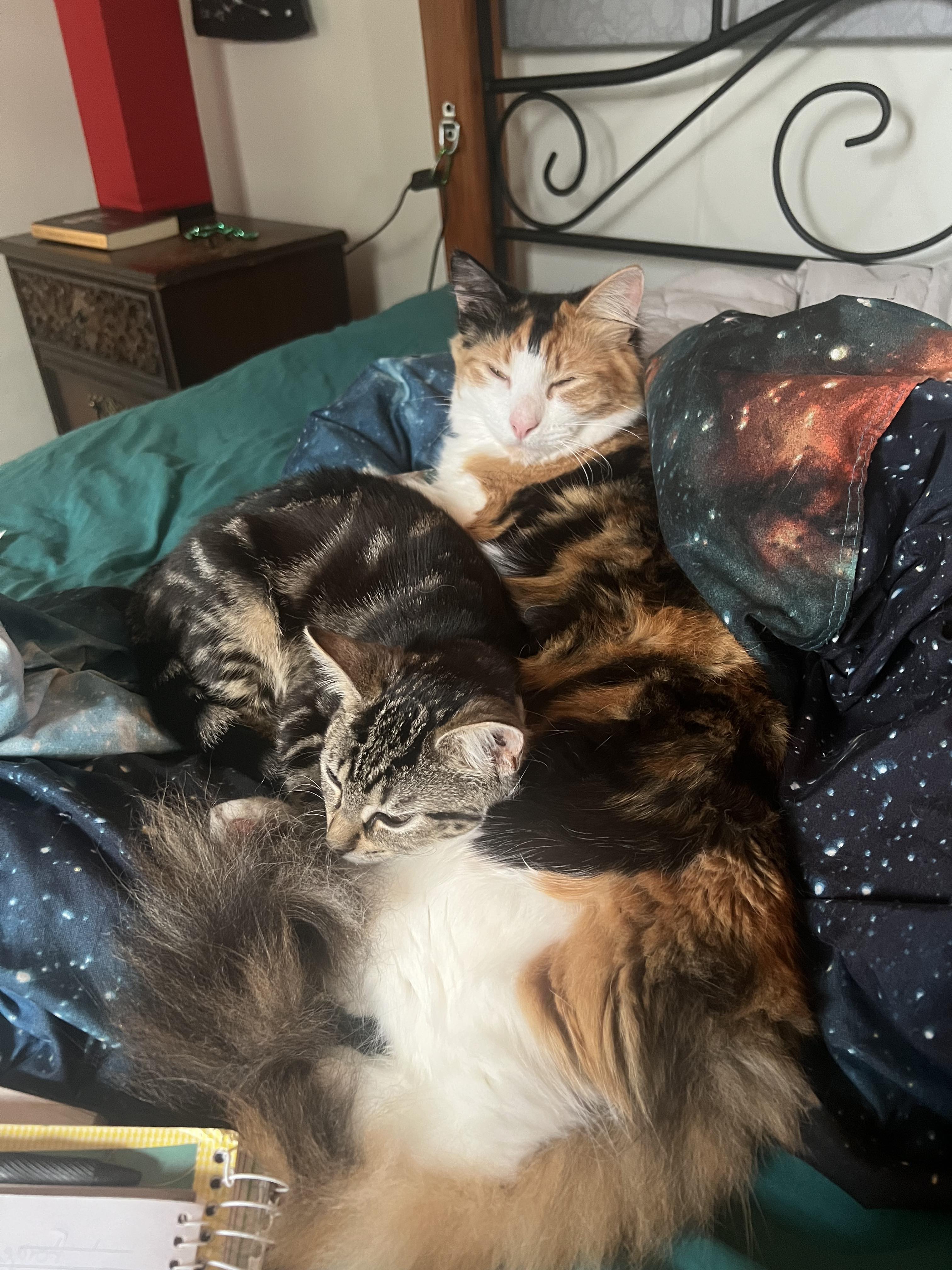 Saturday Soiree - 26th July 2025 - Page 5 - SANE Forums