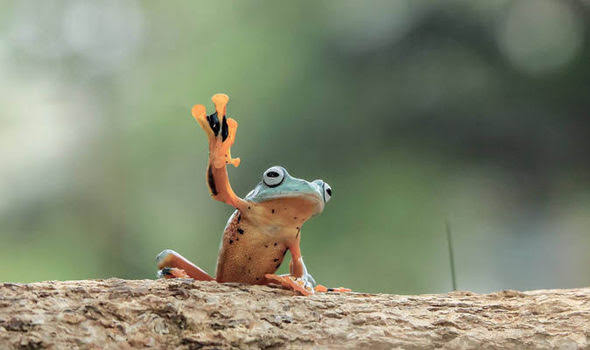 Frogs Everywhere - Page 9 - SANE Forums